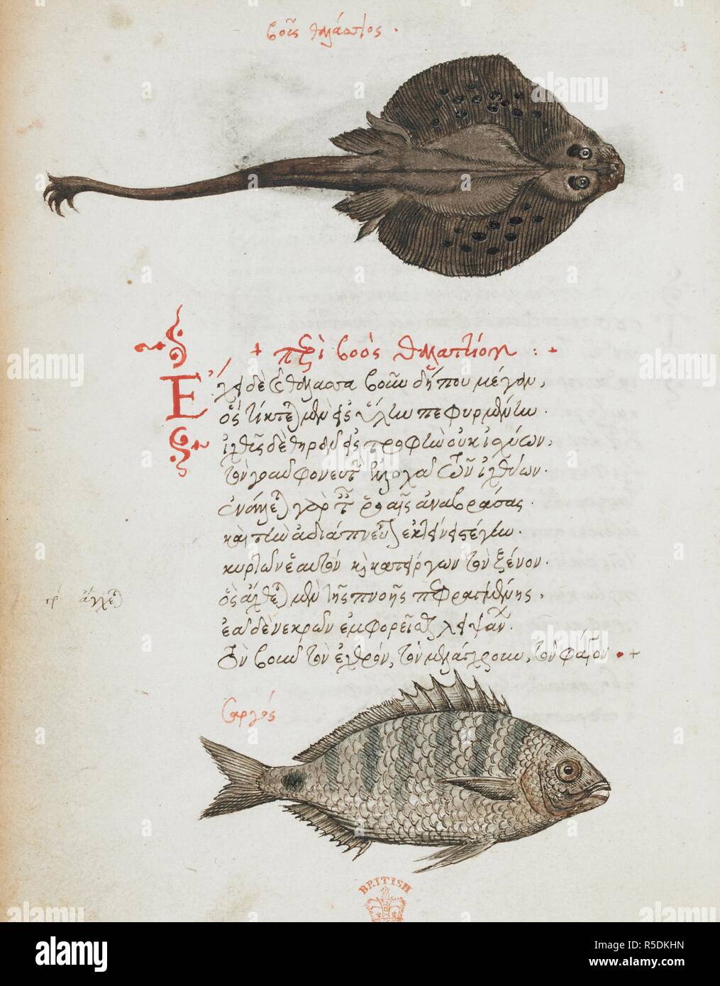 16th century fish animal drawing hi-res stock photography and images ...