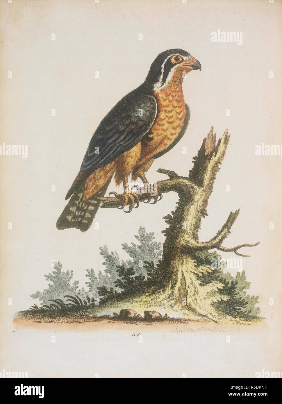 Black hawk indian hi-res stock photography and images - Alamy