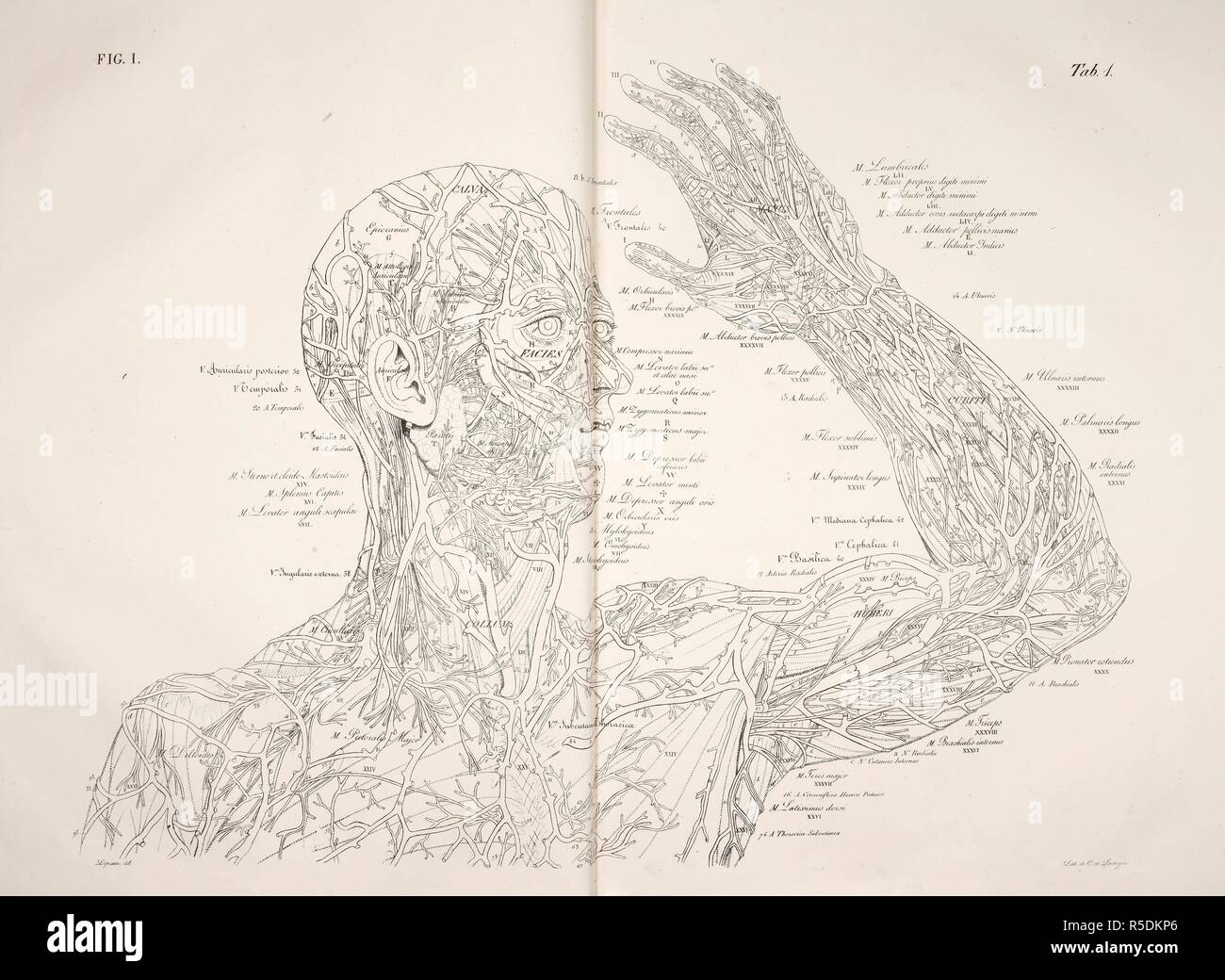 Anatomical drawing. The circulatory system. Head, shoulders and arm ...