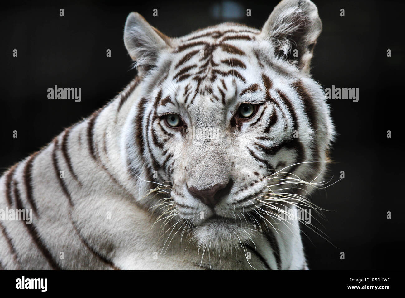 White Bengal Tiger Stock Photo - Alamy
