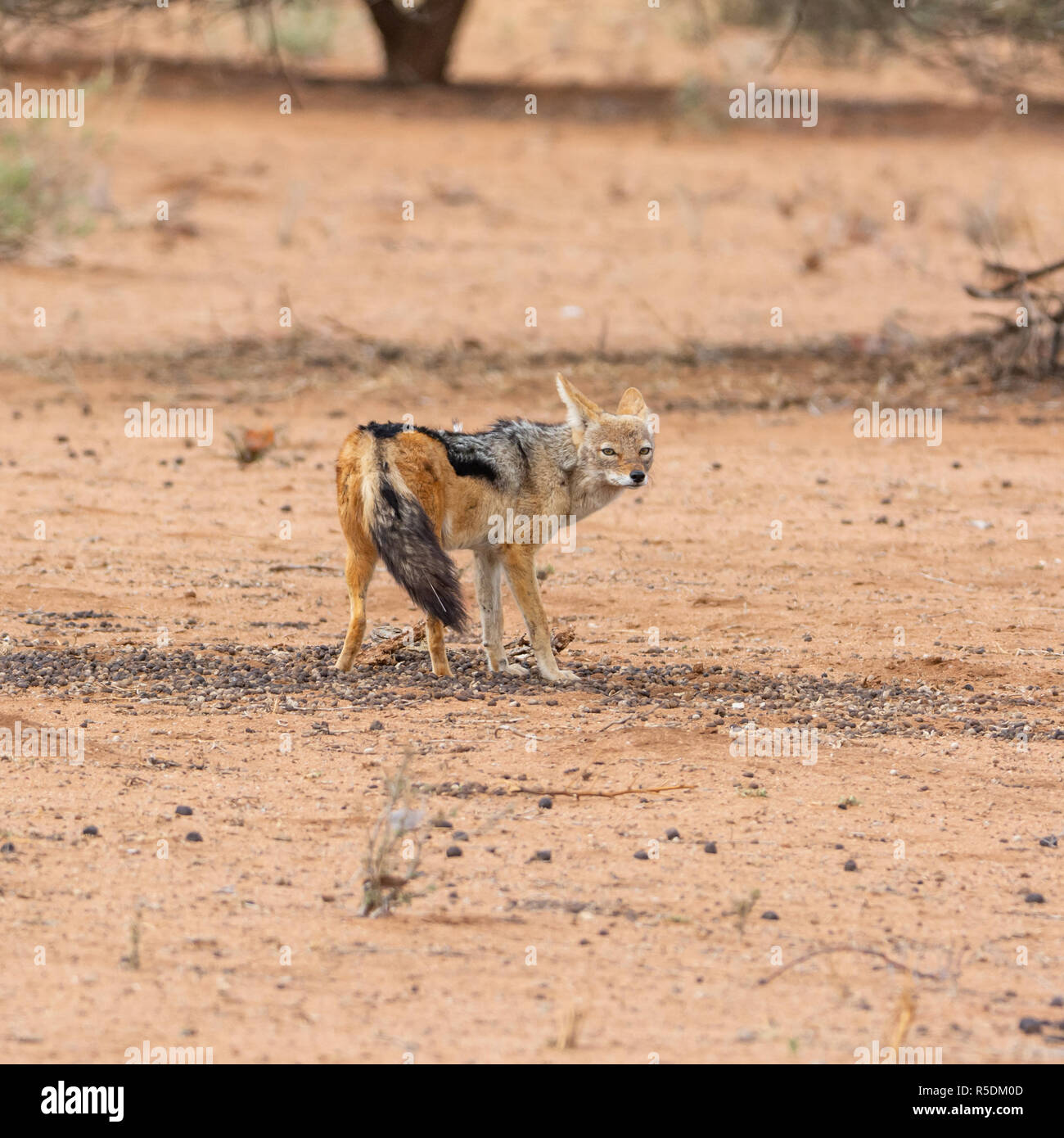 A Black-backed Jackal in Southern African savanna Stock Photo - Alamy