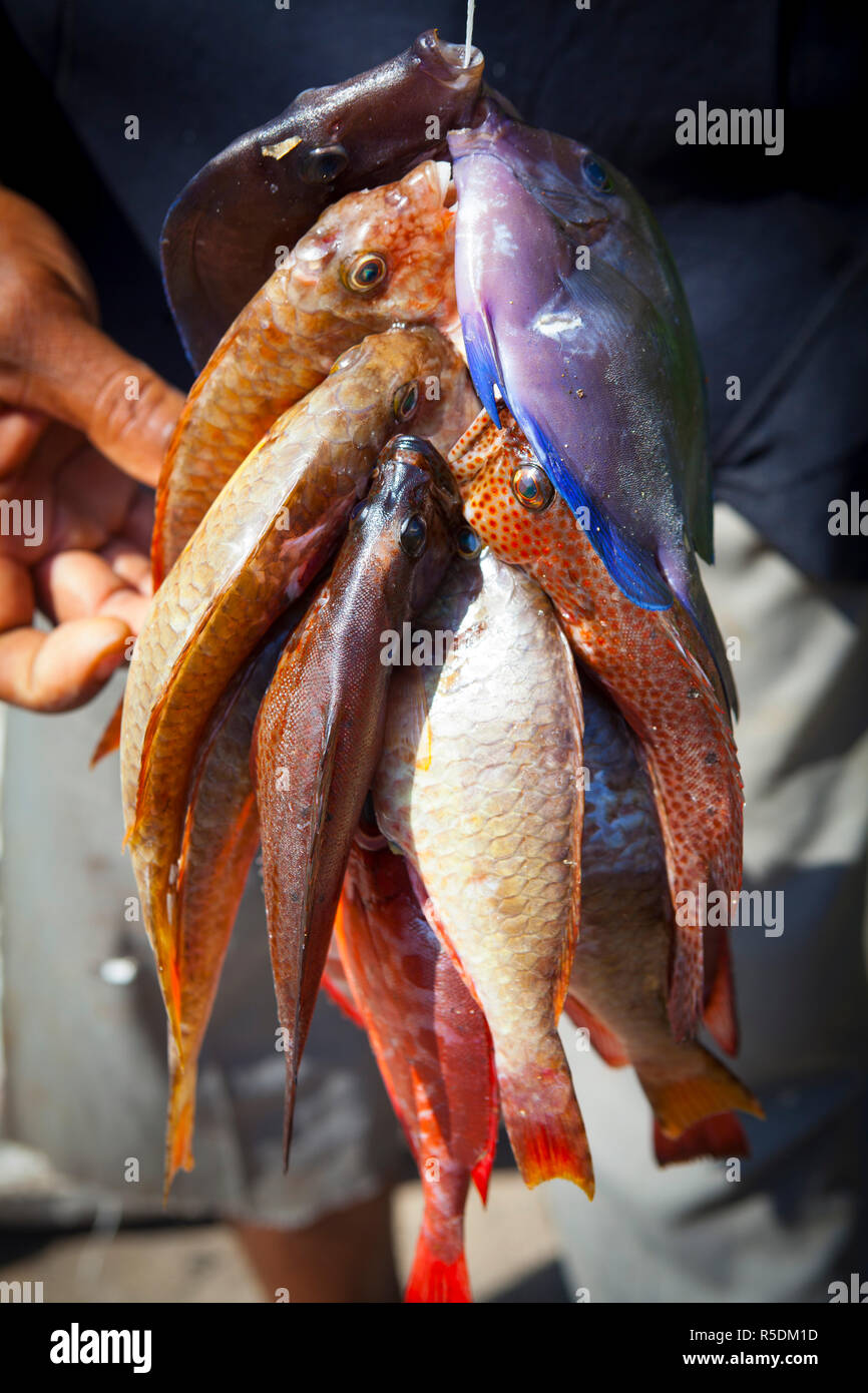 Colourful fish, White River, Ocho Rios, St. Ann Parish, Jamaica ...