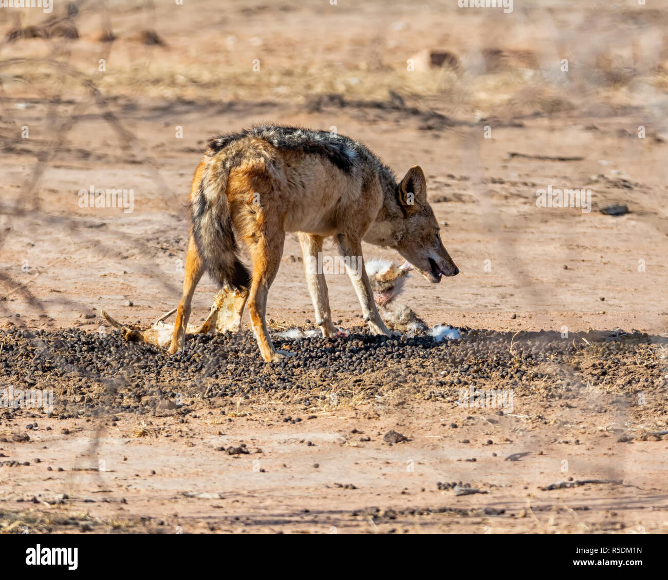 A Black-backed Jackal in Southern Africa with it's Scrub Hare kill ...