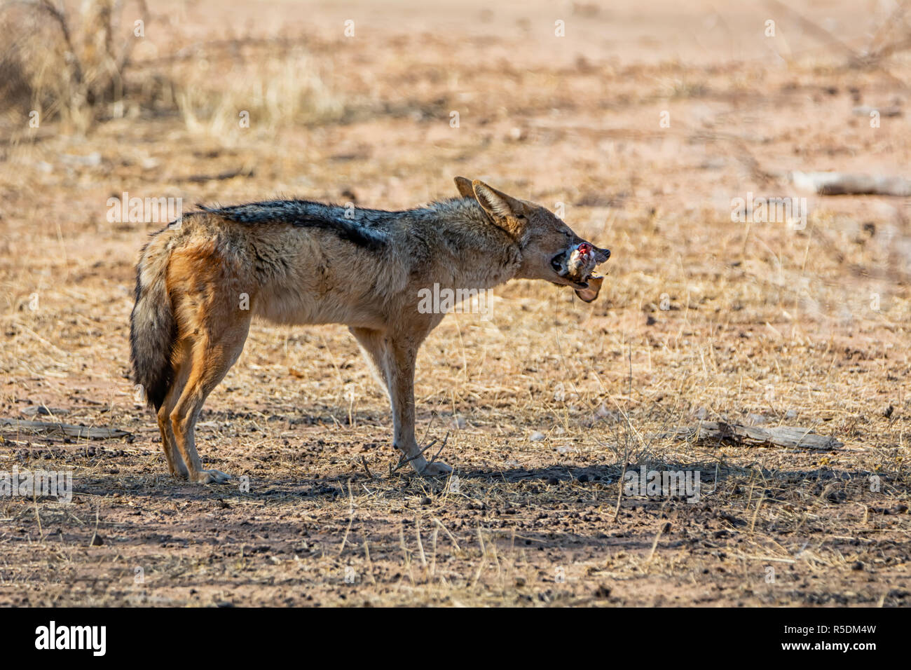 A Black-backed Jackal in Southern Africa with it's Scrub Hare kill ...