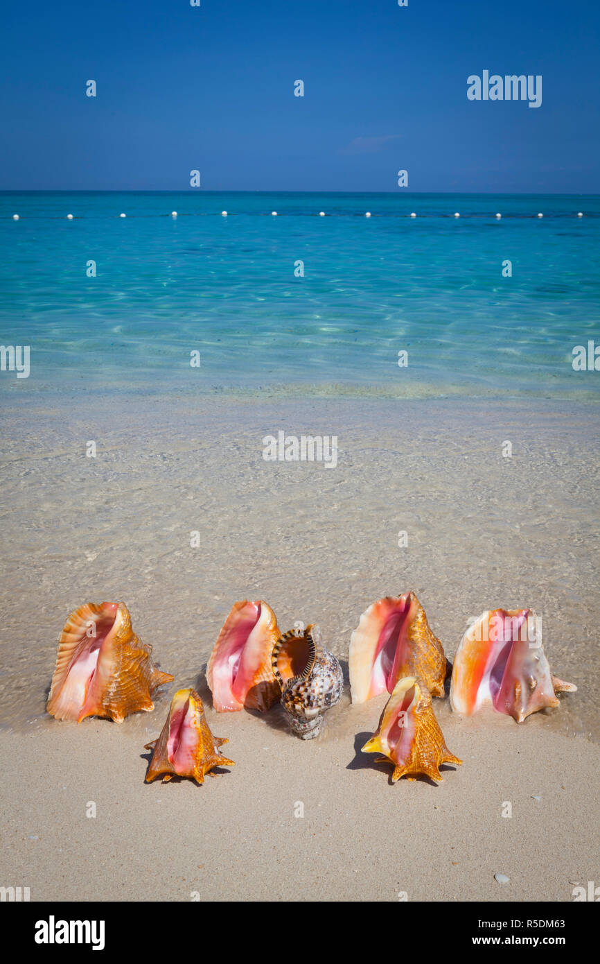 Conch Shells, Cornwall Beach, Montego Bay, Jamaica, Caribbean Stock ...