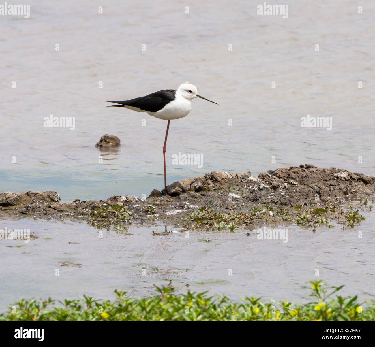 Black-winged Stilt at a watering hole in Southern Africa Stock Photo ...