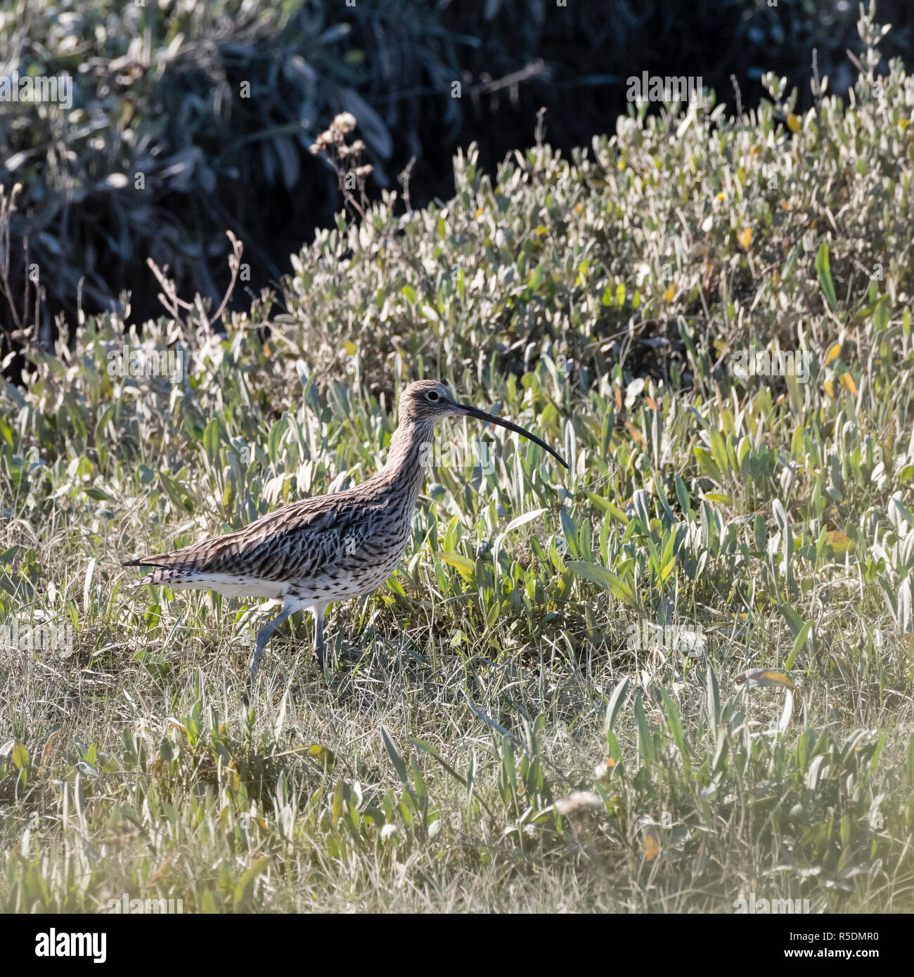 Camouflage colouring hi-res stock photography and images - Alamy