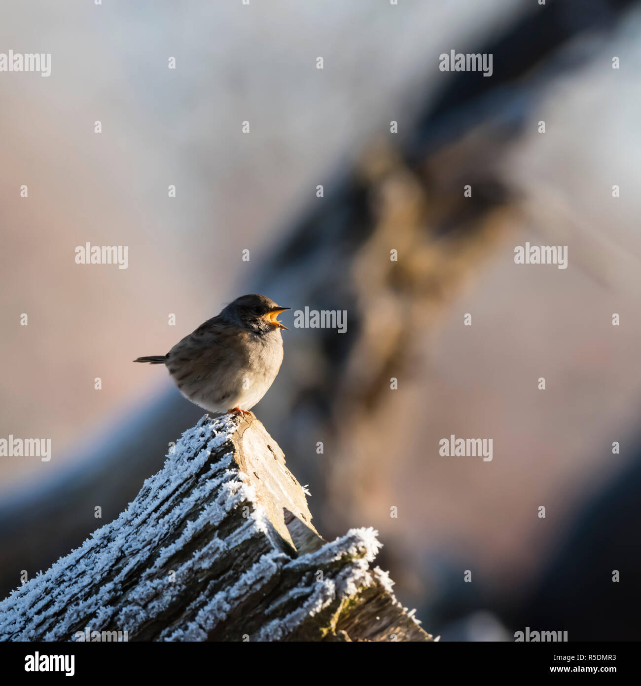 Early Morning Birds Singing High Resolution Stock Photography and ...