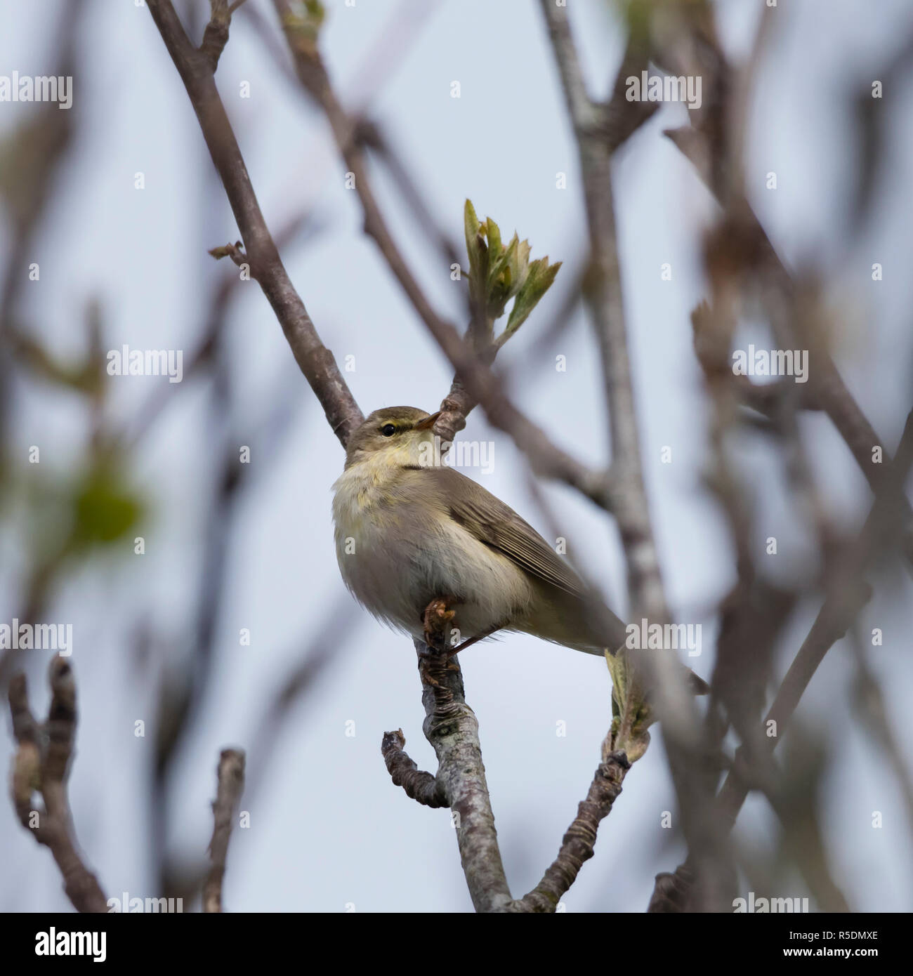 Garden warbler ( Sylvia borin) singing in a tree, a regular summer ...
