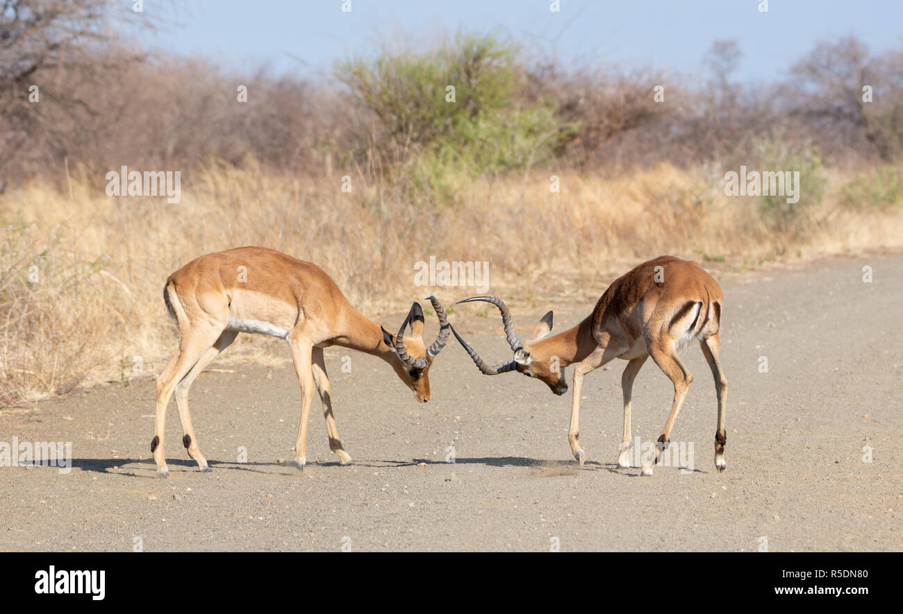Rams fighting hi-res stock photography and images - Alamy