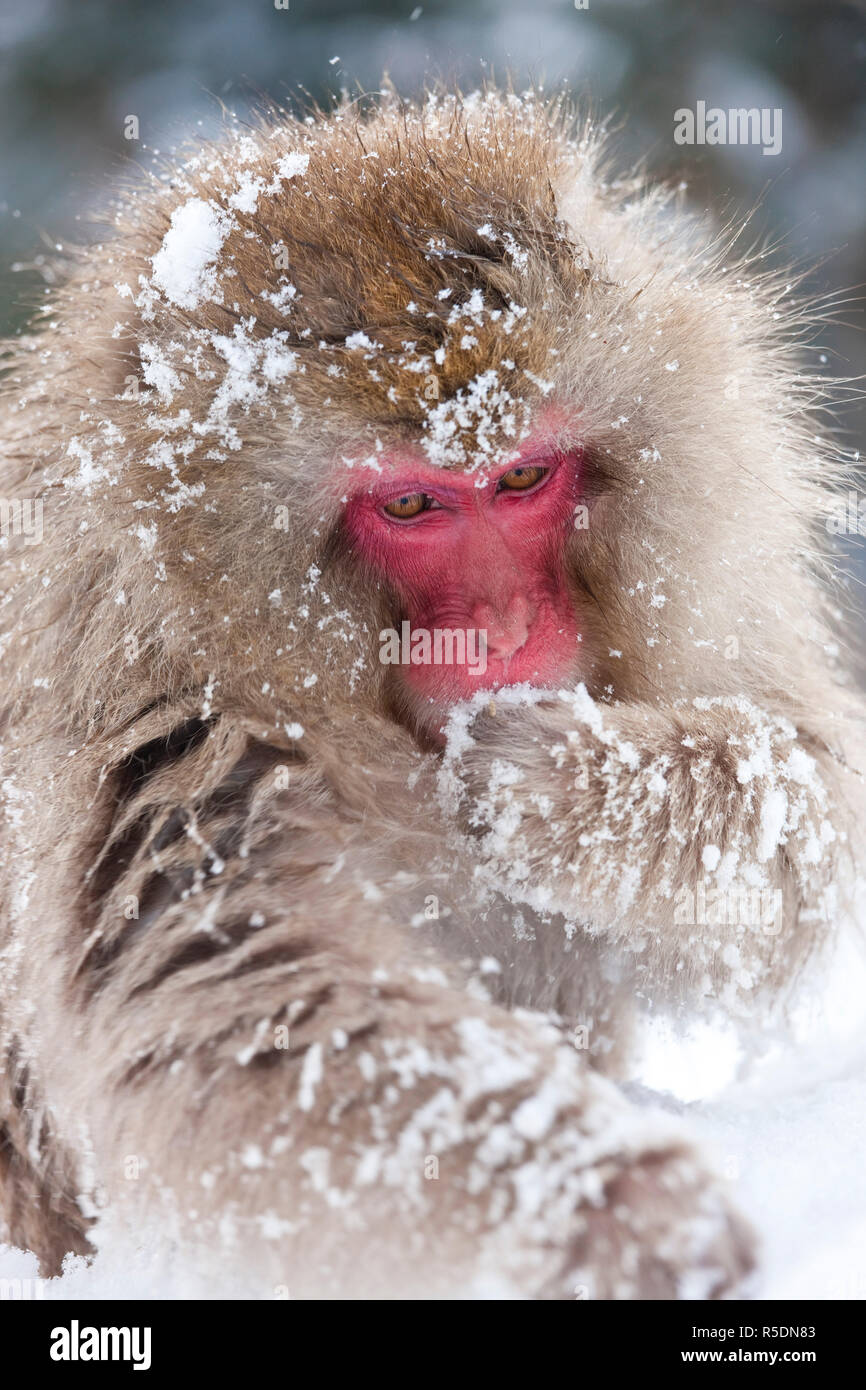 Japanese macaque (Macaca fuscata)/ Snow monkey, Joshin-etsu National ...