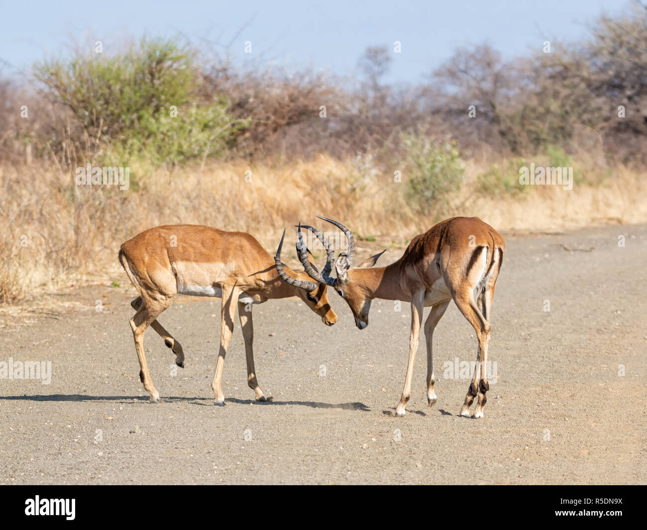Rams horns fight hi-res stock photography and images - Alamy