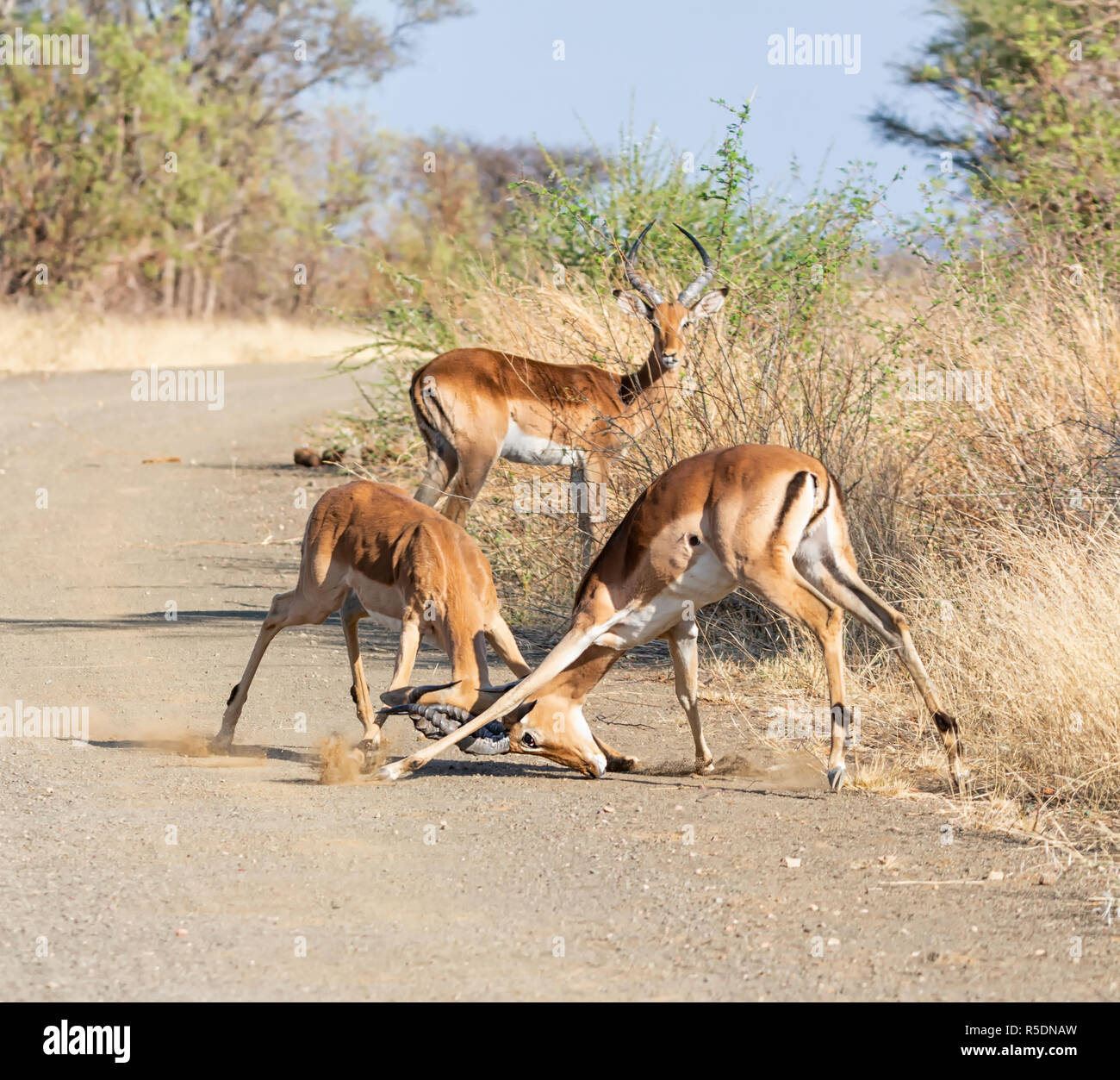 Gazelle Fighting With Horns High Resolution Stock Photography and ...