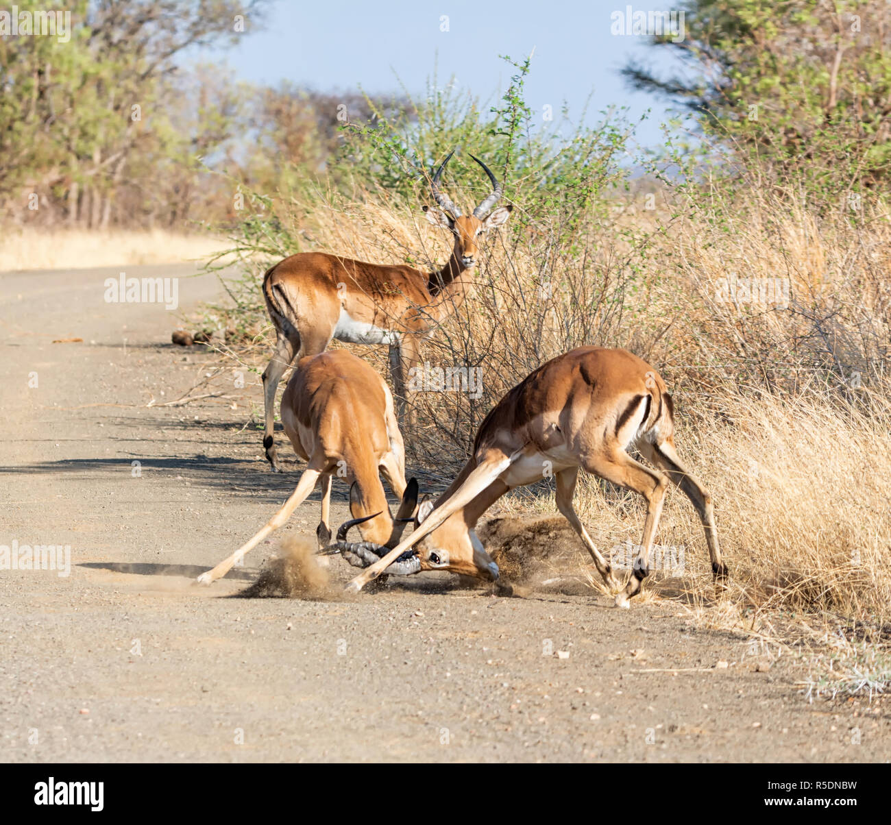 Rams fighting hi-res stock photography and images - Alamy