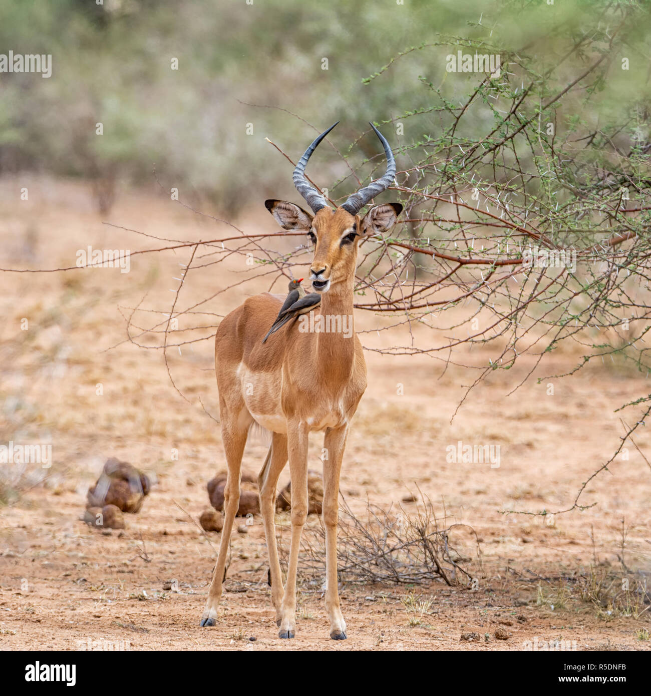 An Impala ram with oxpecker birds in Southern African savanna Stock ...