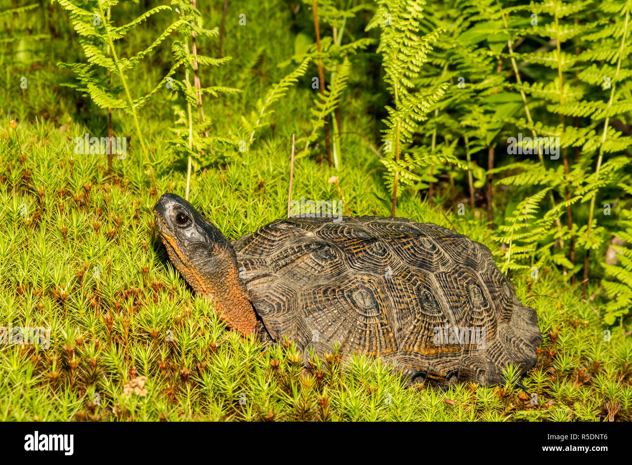 Clemmys insculpta hi-res stock photography and images - Alamy