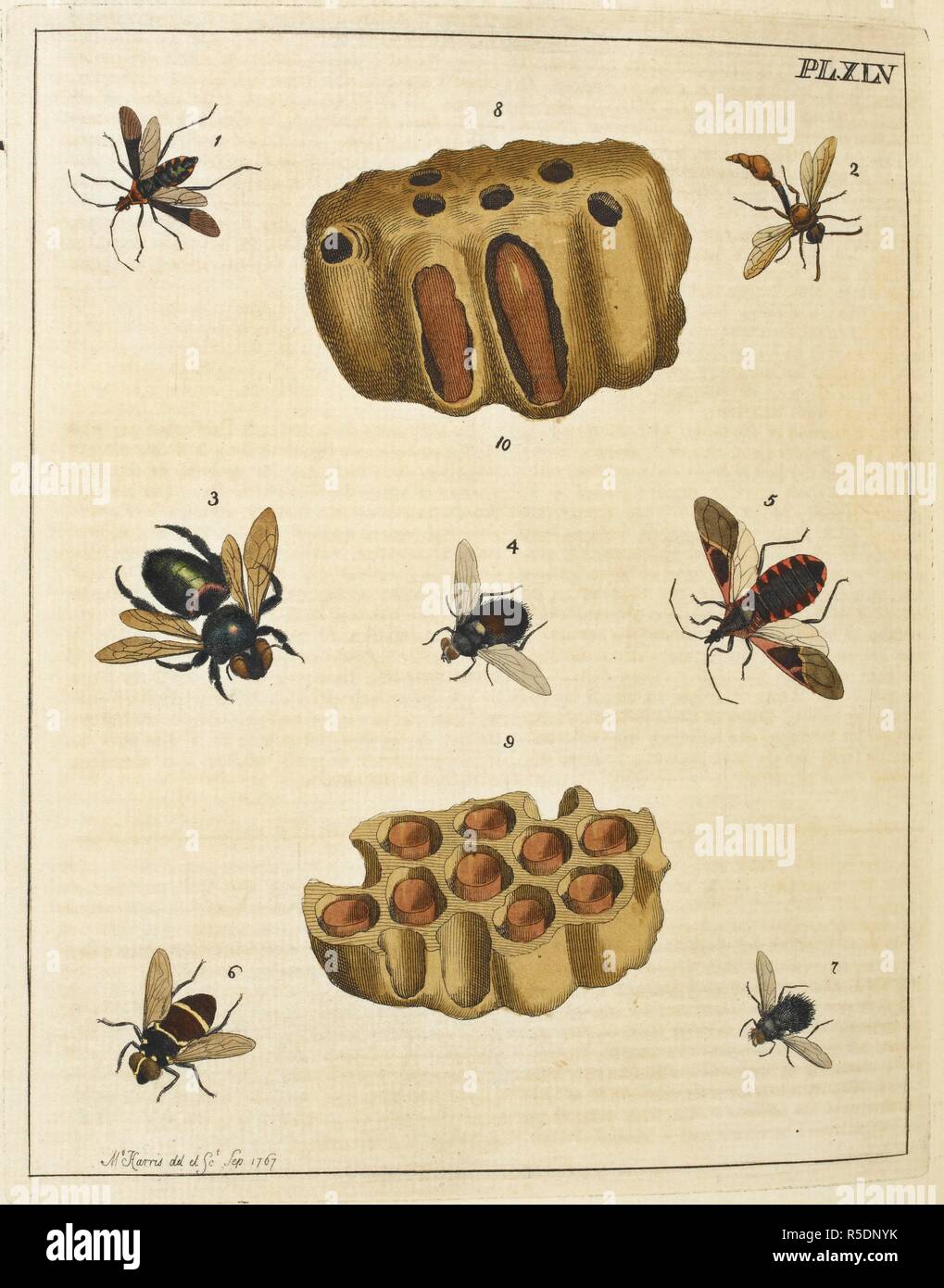 Various winged insects hi-res stock photography and images - Alamy