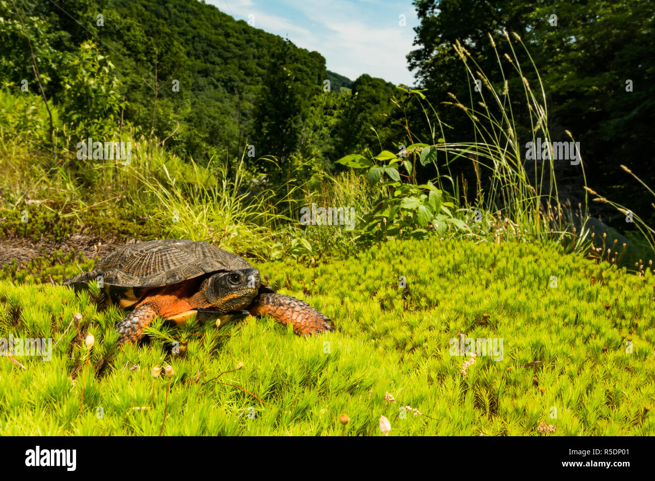 Wood Turtle (Glyptemys insculpta Stock Photo - Alamy
