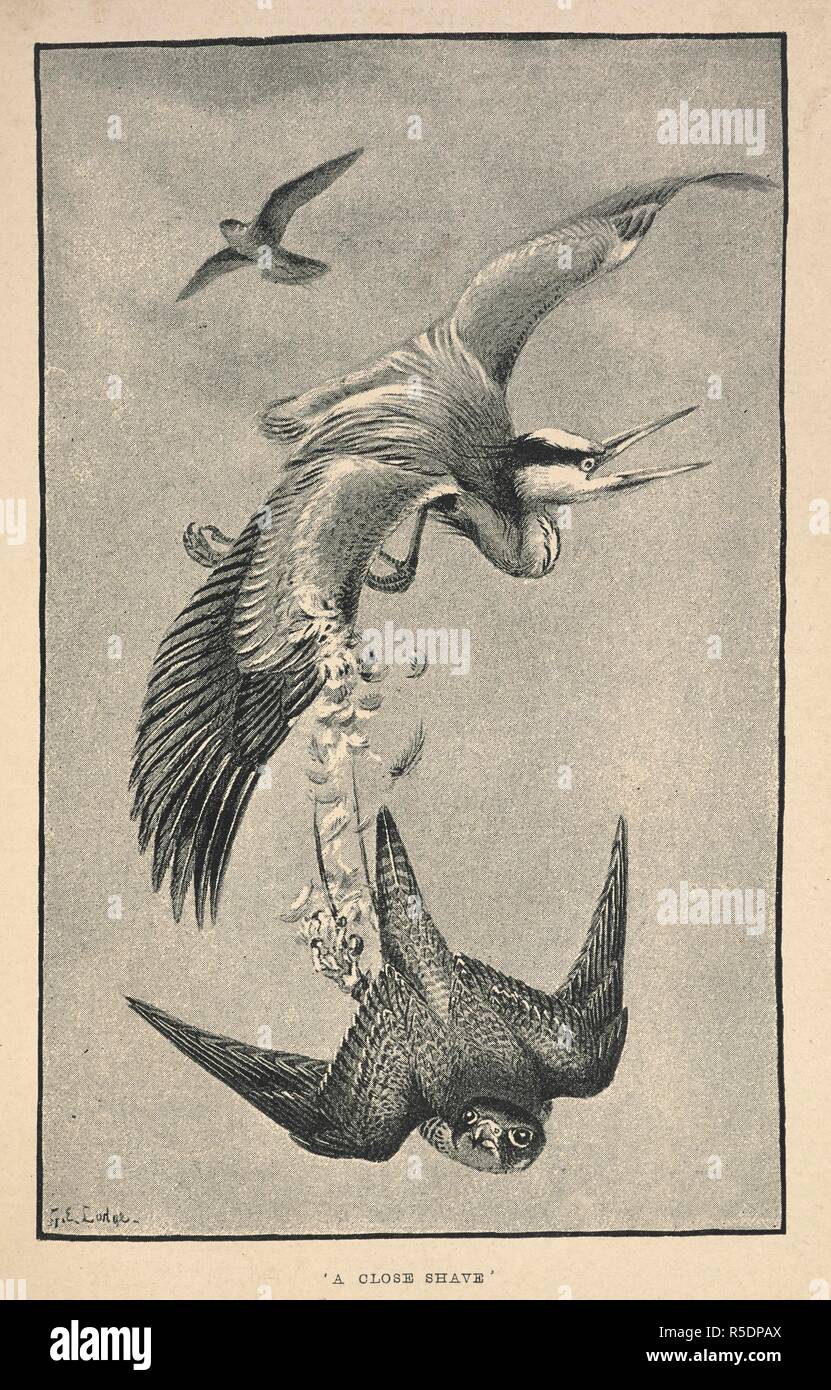 Shave without hi-res stock photography and images - Alamy