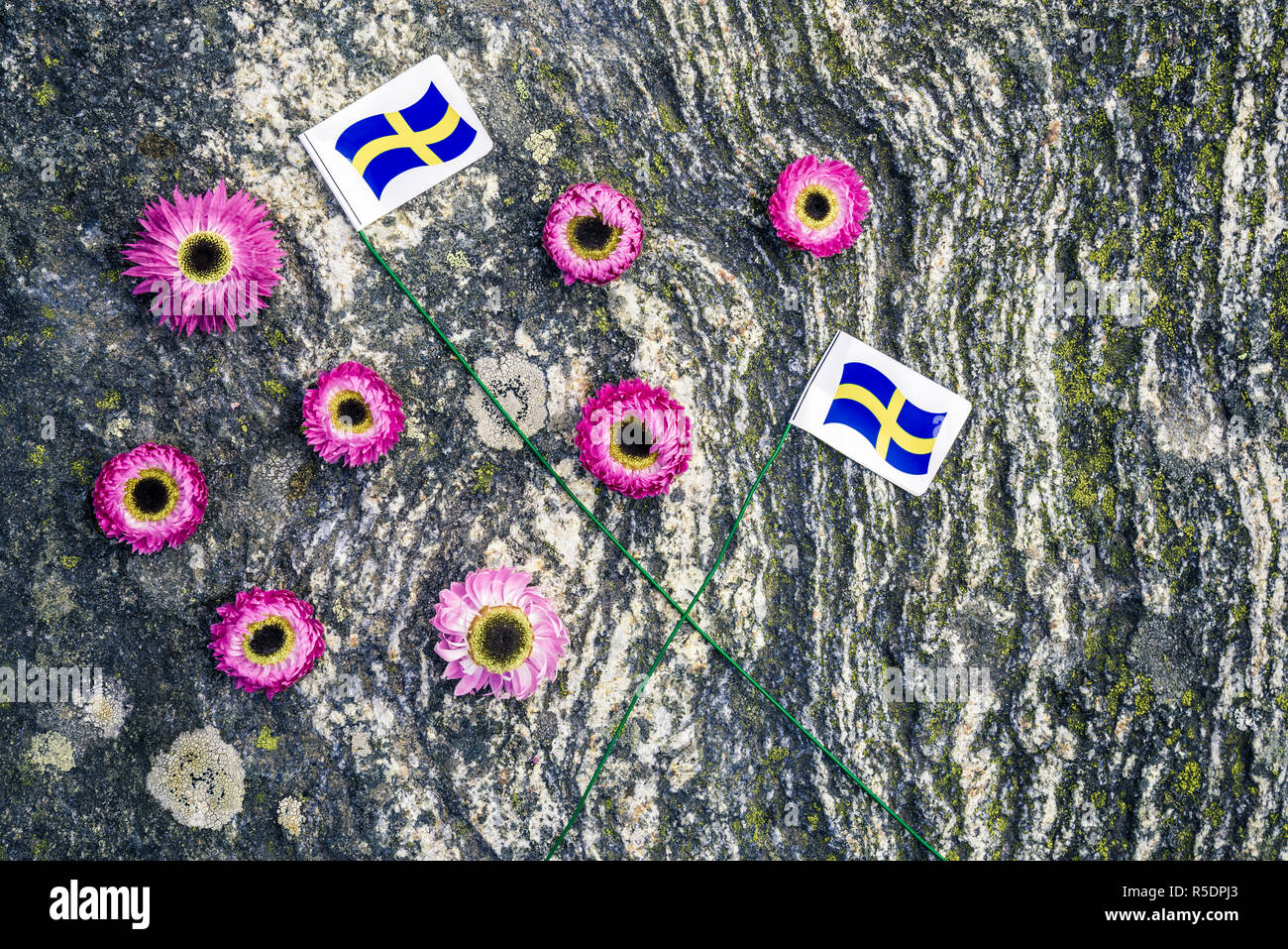 Swedish flags and pink strawflowers on mossy rock background ...