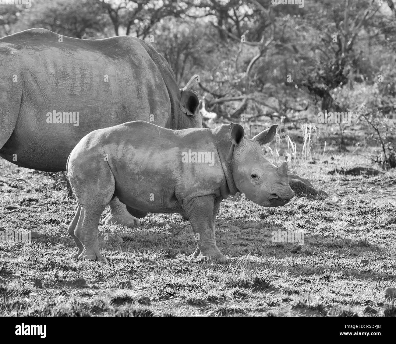 A White Rhinoceros mother and calf in Southern African savanna Stock ...