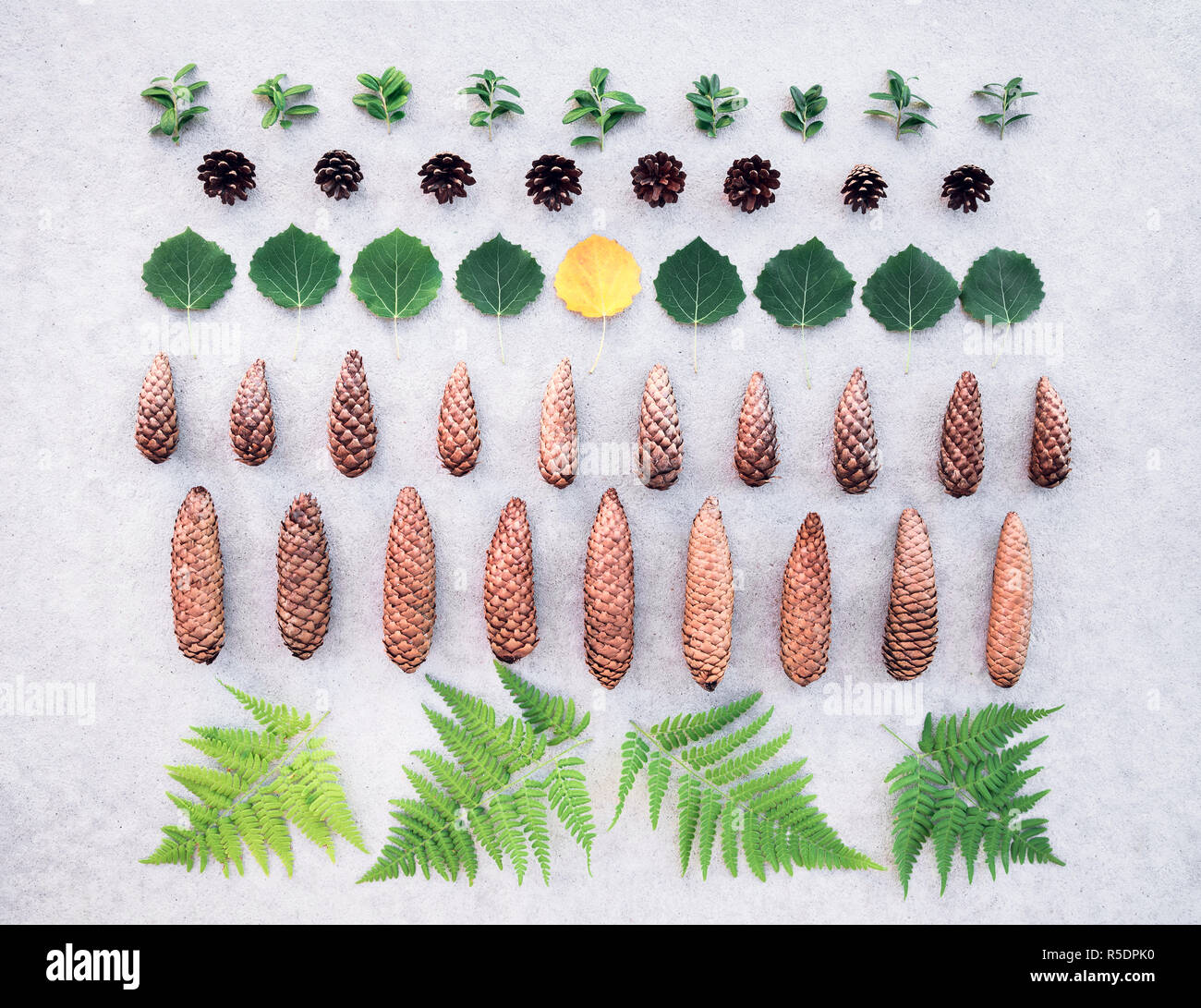 Boreal Coniferous Forest High Resolution Stock Photography and Images ...