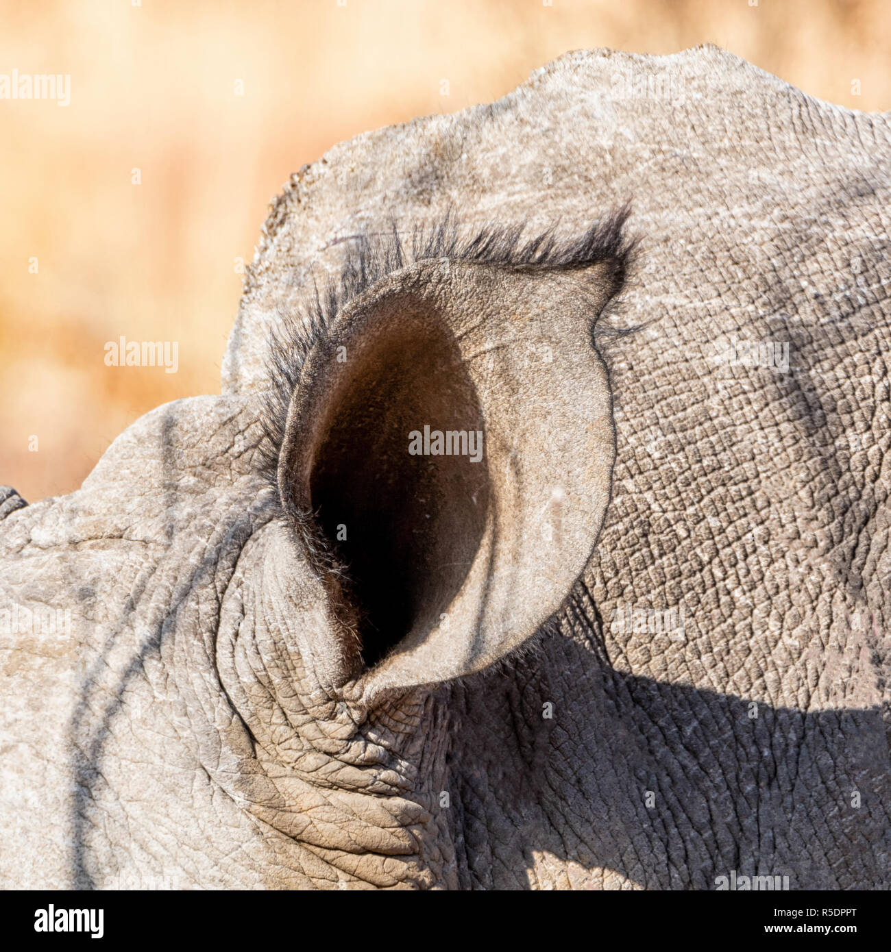 A closeup of a White Rhino ear Stock Photo - Alamy