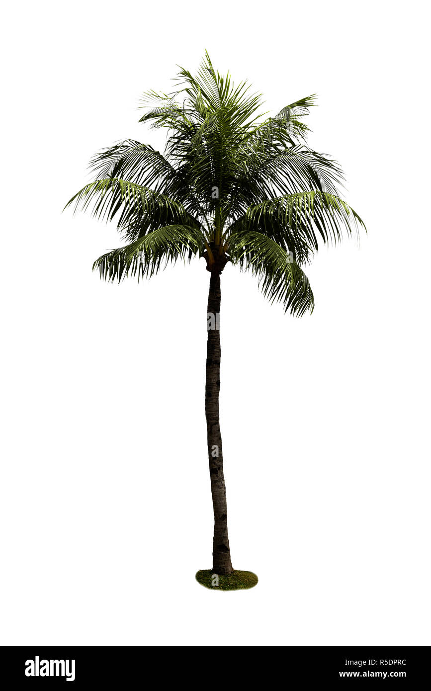 Coconut tree isolated Stock Photo - Alamy