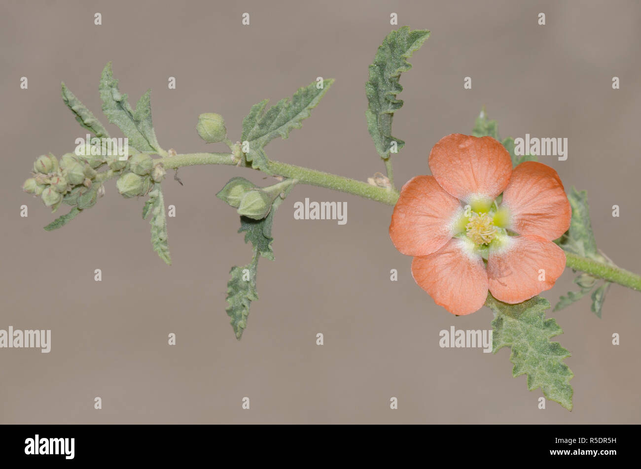 Copper Globemallow, Sphaeralcea angustifolia Stock Photo - Alamy