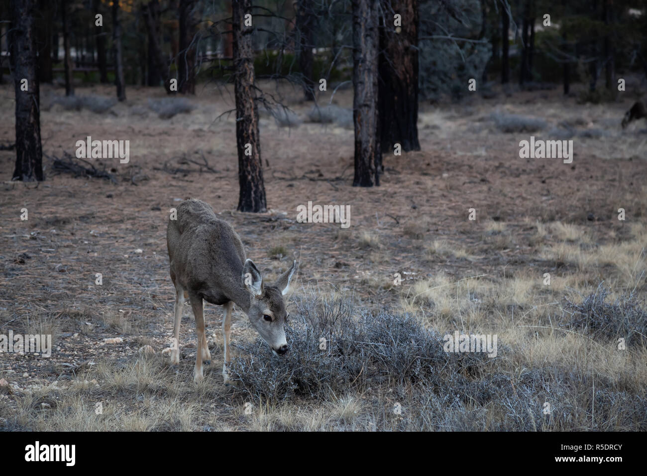 Young female mule deer eating in the forest. Taken in Bryce Canyon ...