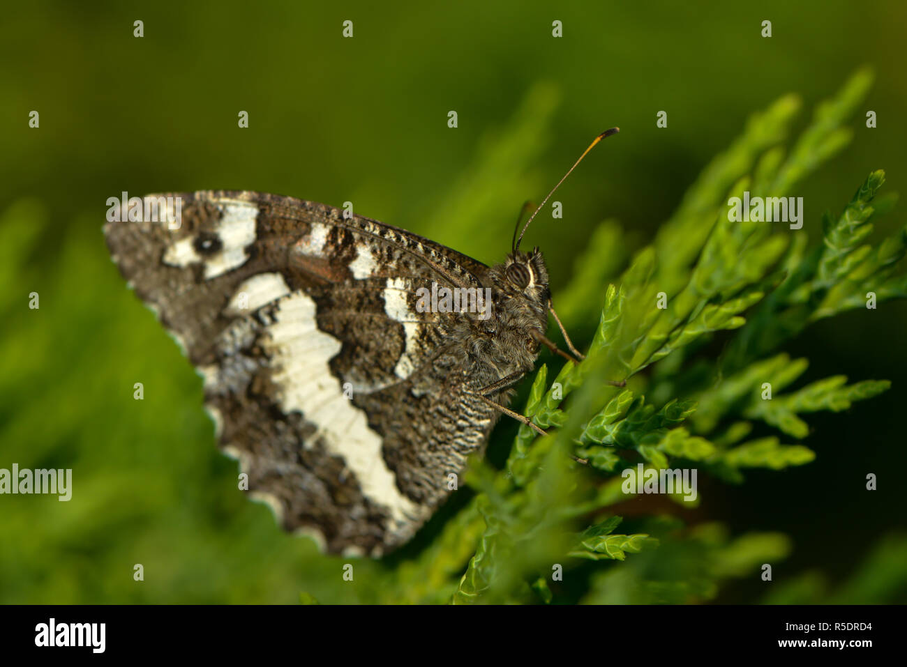 Tree grayling hi-res stock photography and images - Alamy
