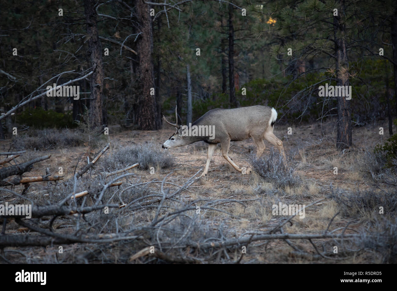 Young male mule deer in the forest. Taken in Bryce Canyon National Park ...