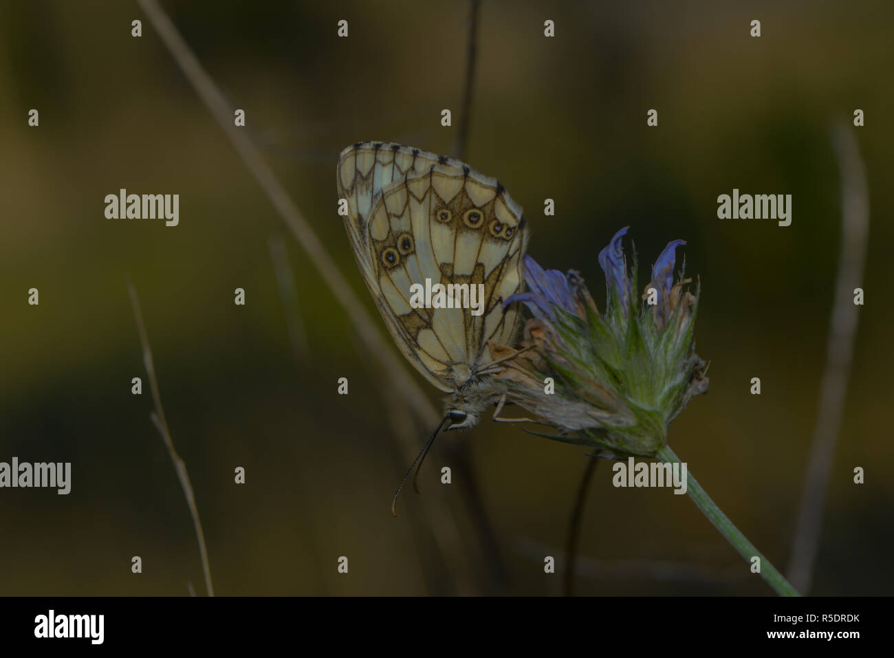 checkerboard butterfly on a lavender blossom Stock Photo - Alamy