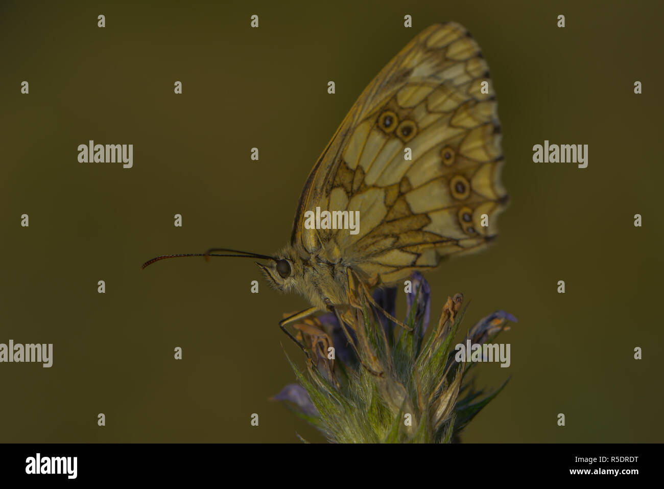 checkerboard butterfly on a lavender blossom Stock Photo - Alamy