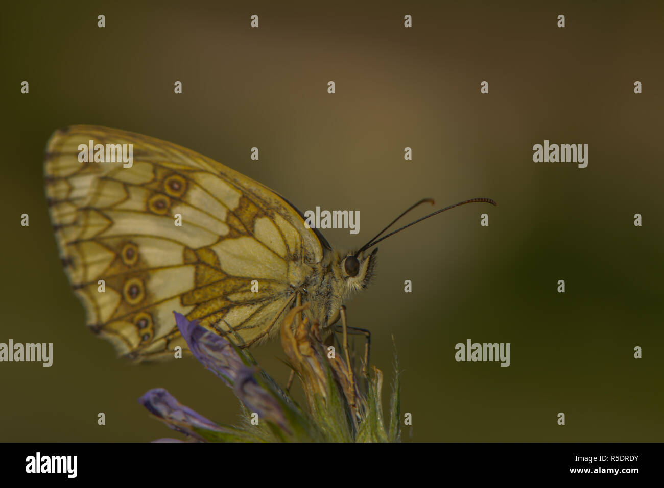 checkerboard butterfly on a lavender blossom Stock Photo - Alamy