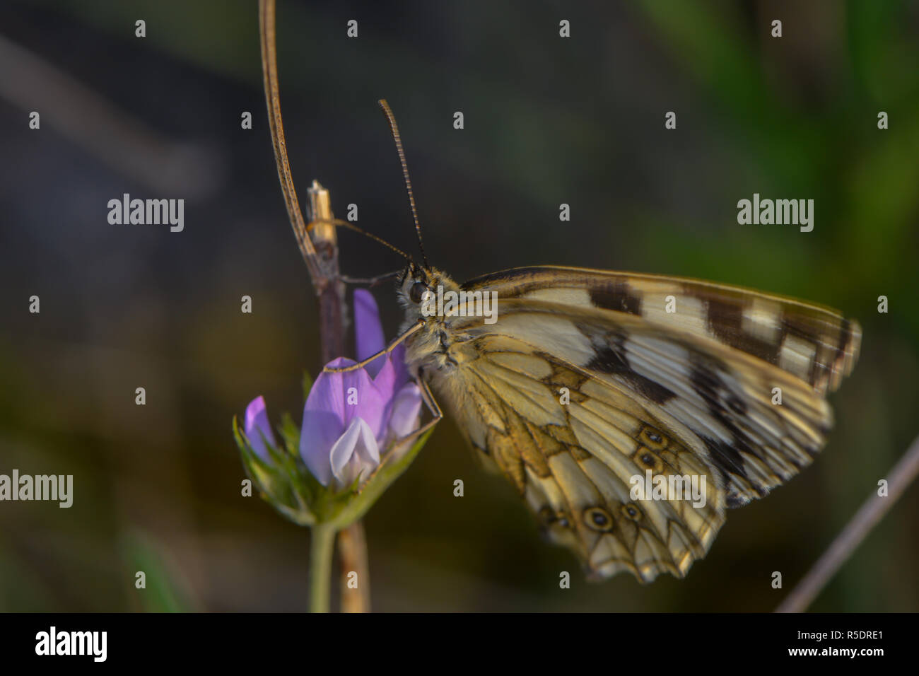 Checkerboard butterfly hi-res stock photography and images - Alamy