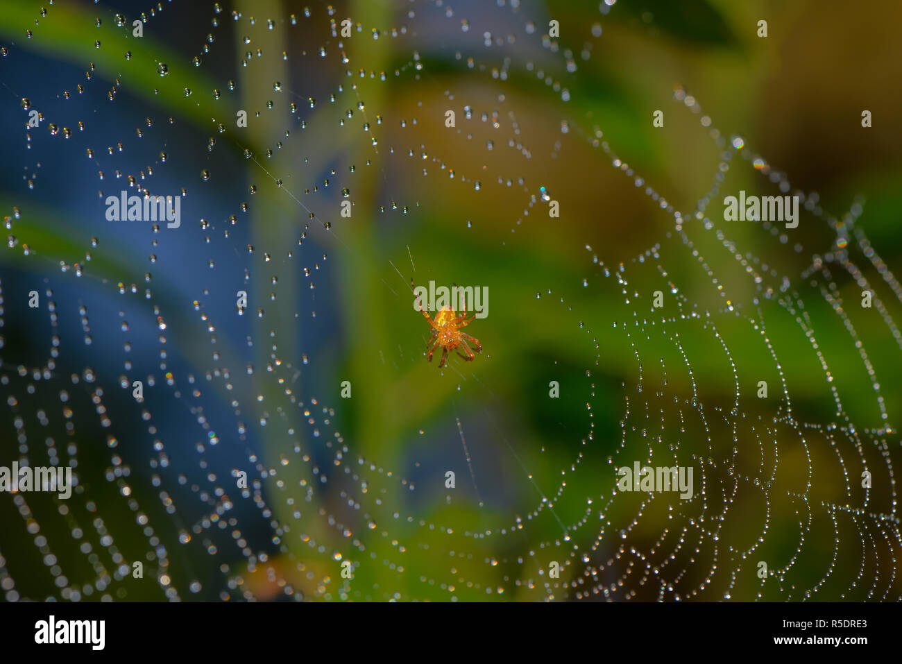 little spider in her web Stock Photo - Alamy