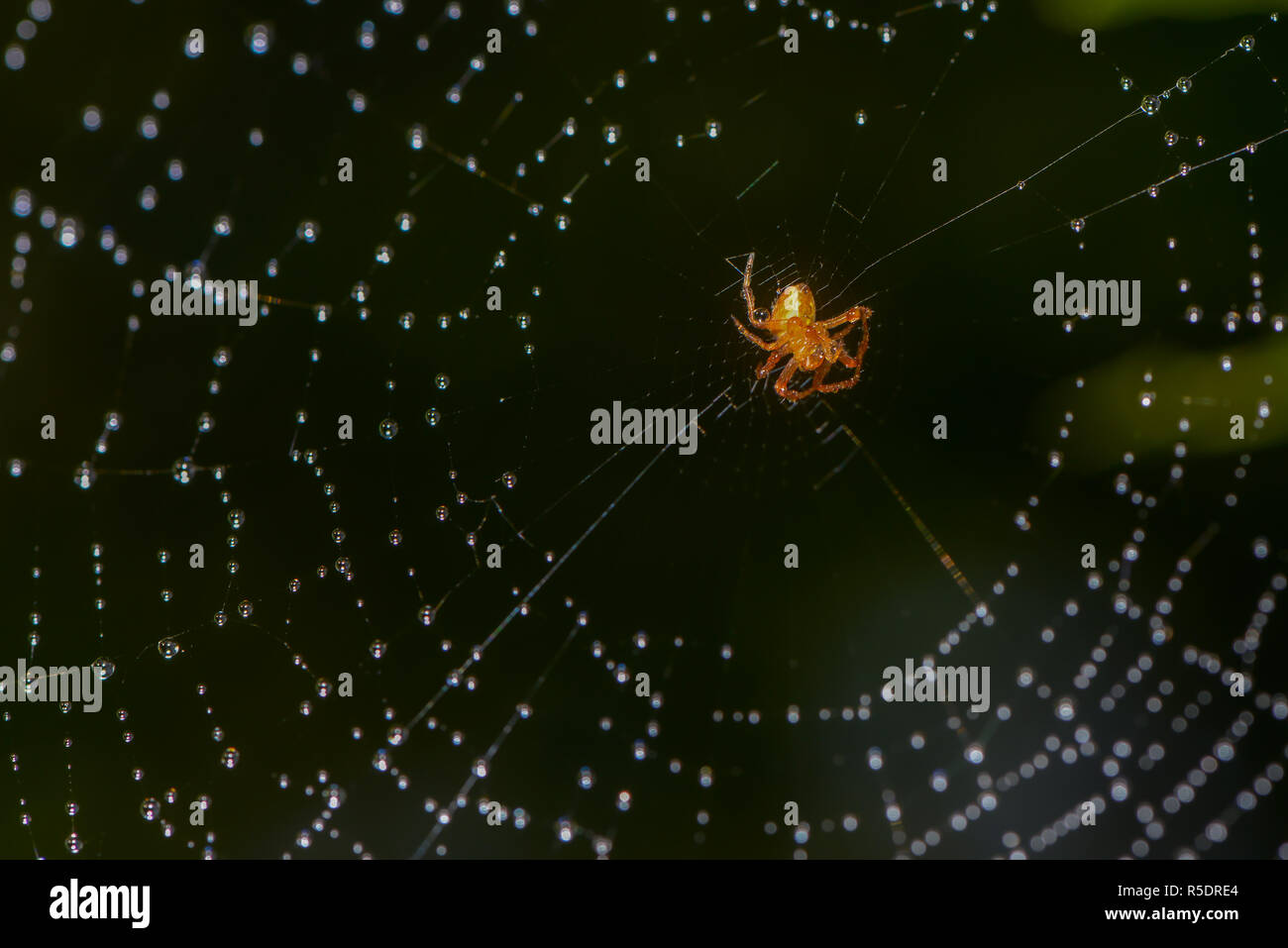 little spider in her web Stock Photo - Alamy