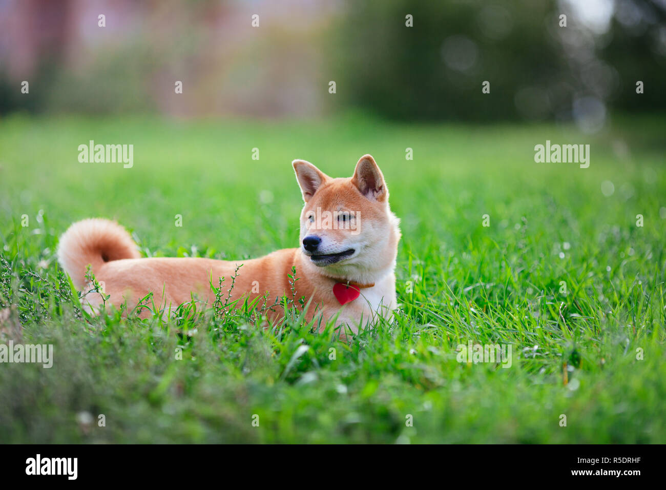 A young shiba inu resting in green garden Stock Photo - Alamy
