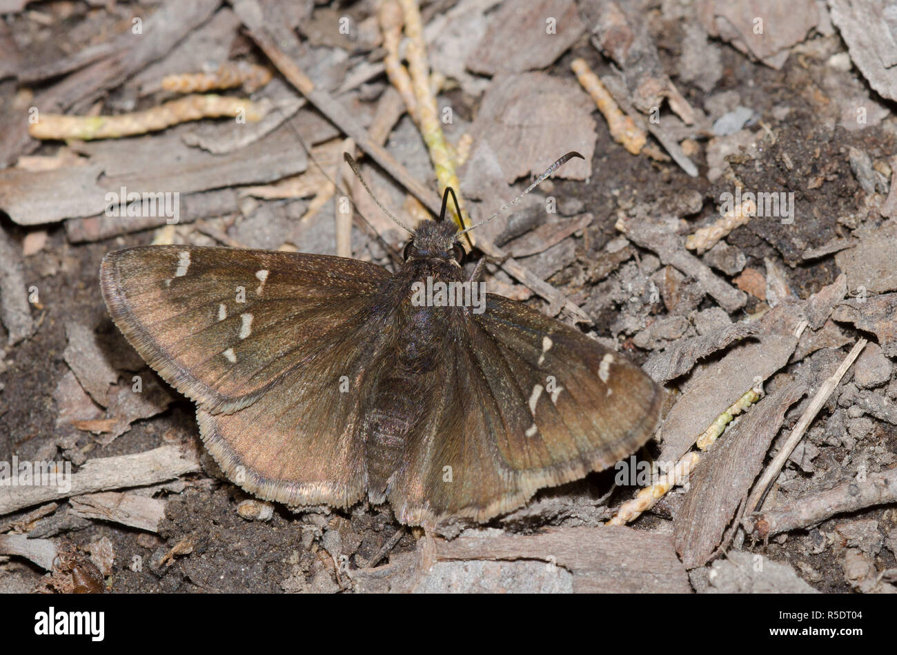 Mexican mud hi-res stock photography and images - Alamy