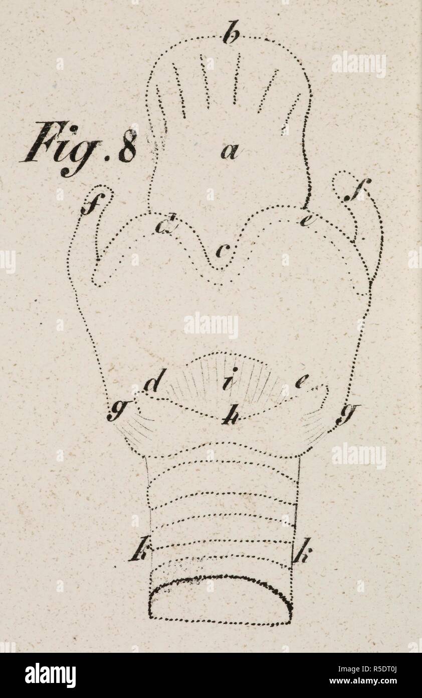 Larynx drawing hi-res stock photography and images - Alamy