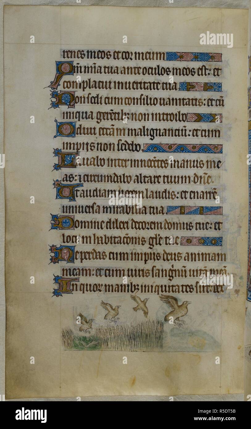 Bas-de-page scene of four partridges flying above a field of corn ...
