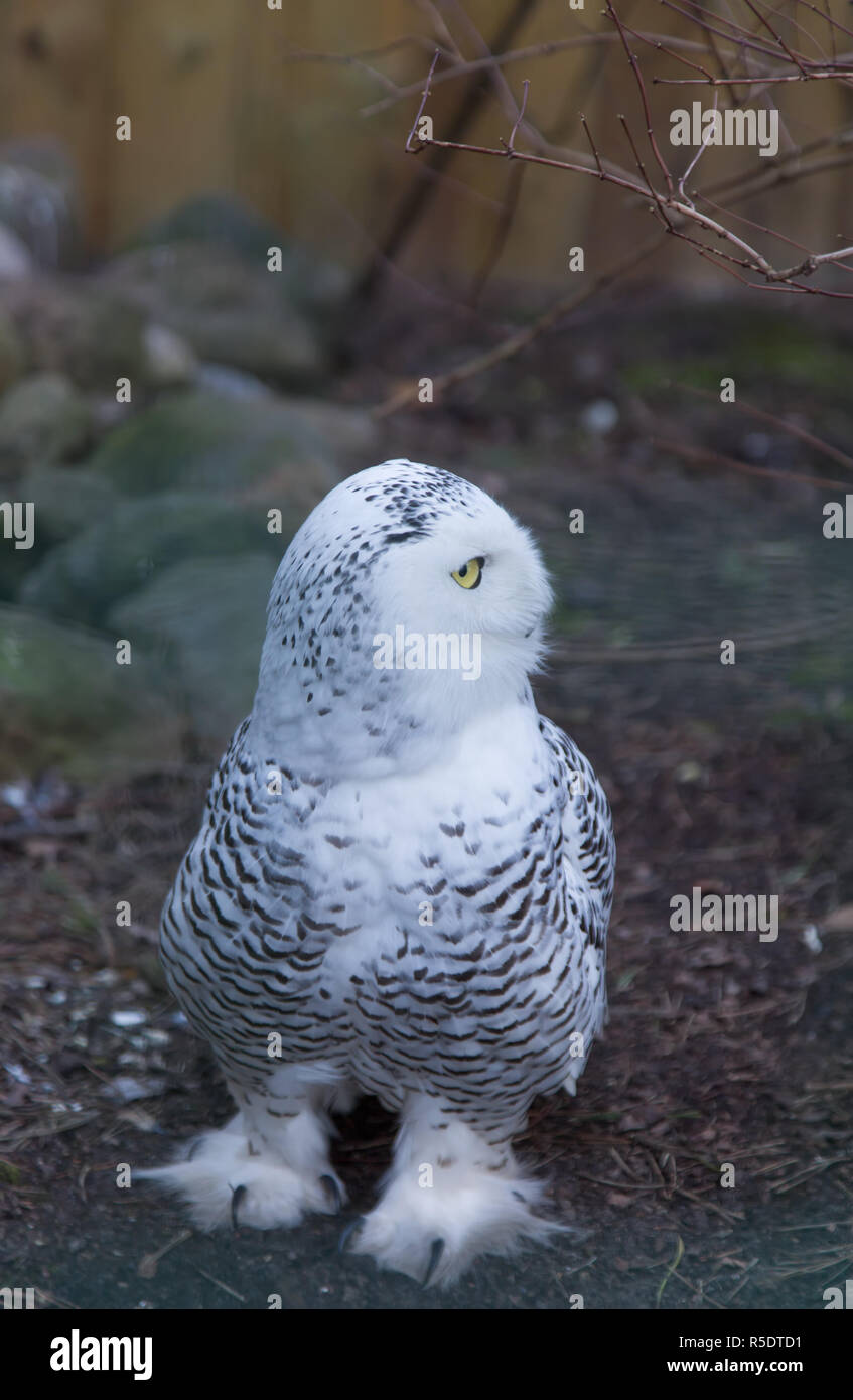 Owl predatory forest bird russia siberia Russian Federation Stock Photo ...