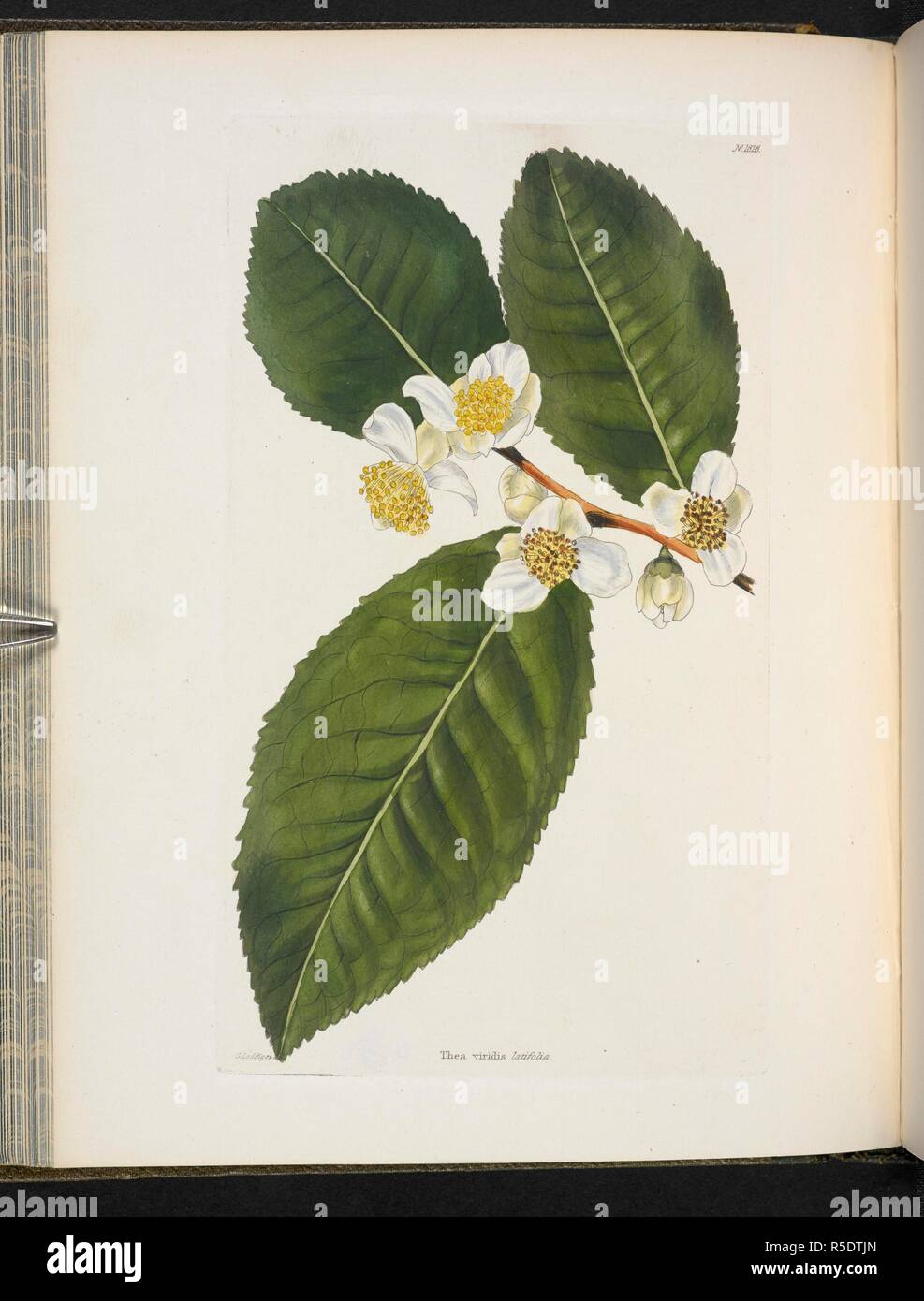 Thea viridis latifolia. The Botanical Cabinet, consisting of coloured ...