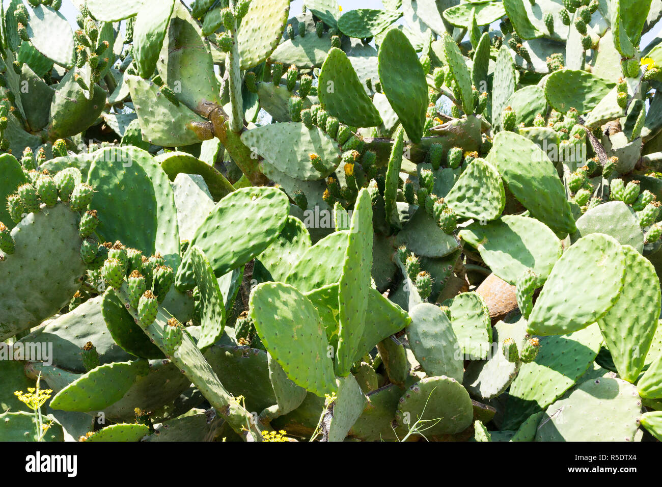 fig cactus 2 Stock Photo - Alamy