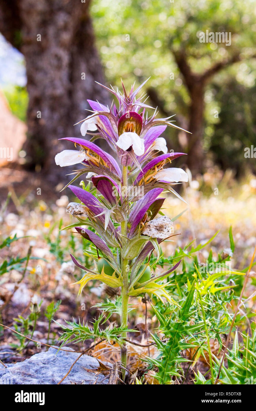 Acanthus flower hi-res stock photography and images - Alamy