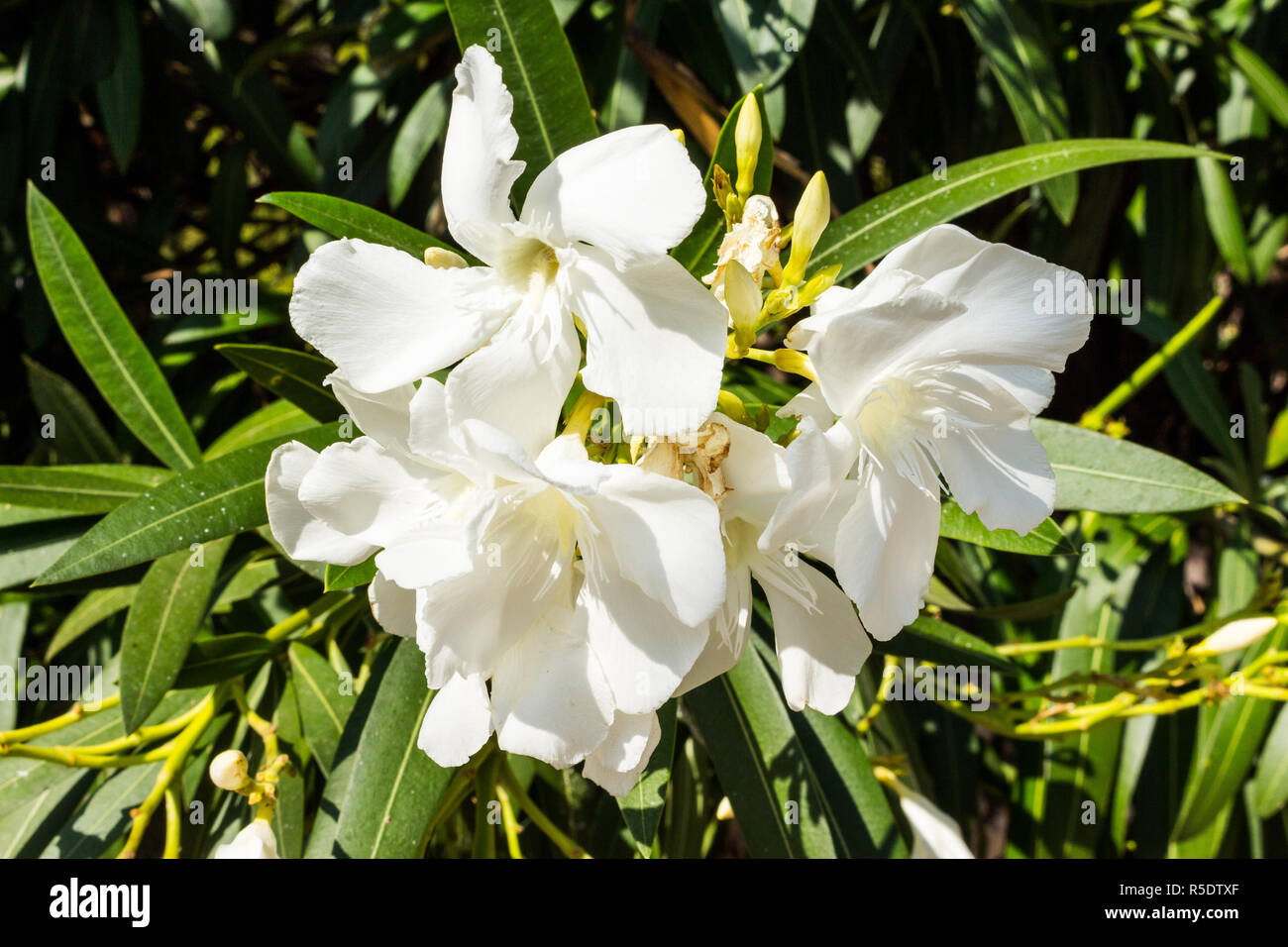 Flourishing oleander hi-res stock photography and images - Alamy