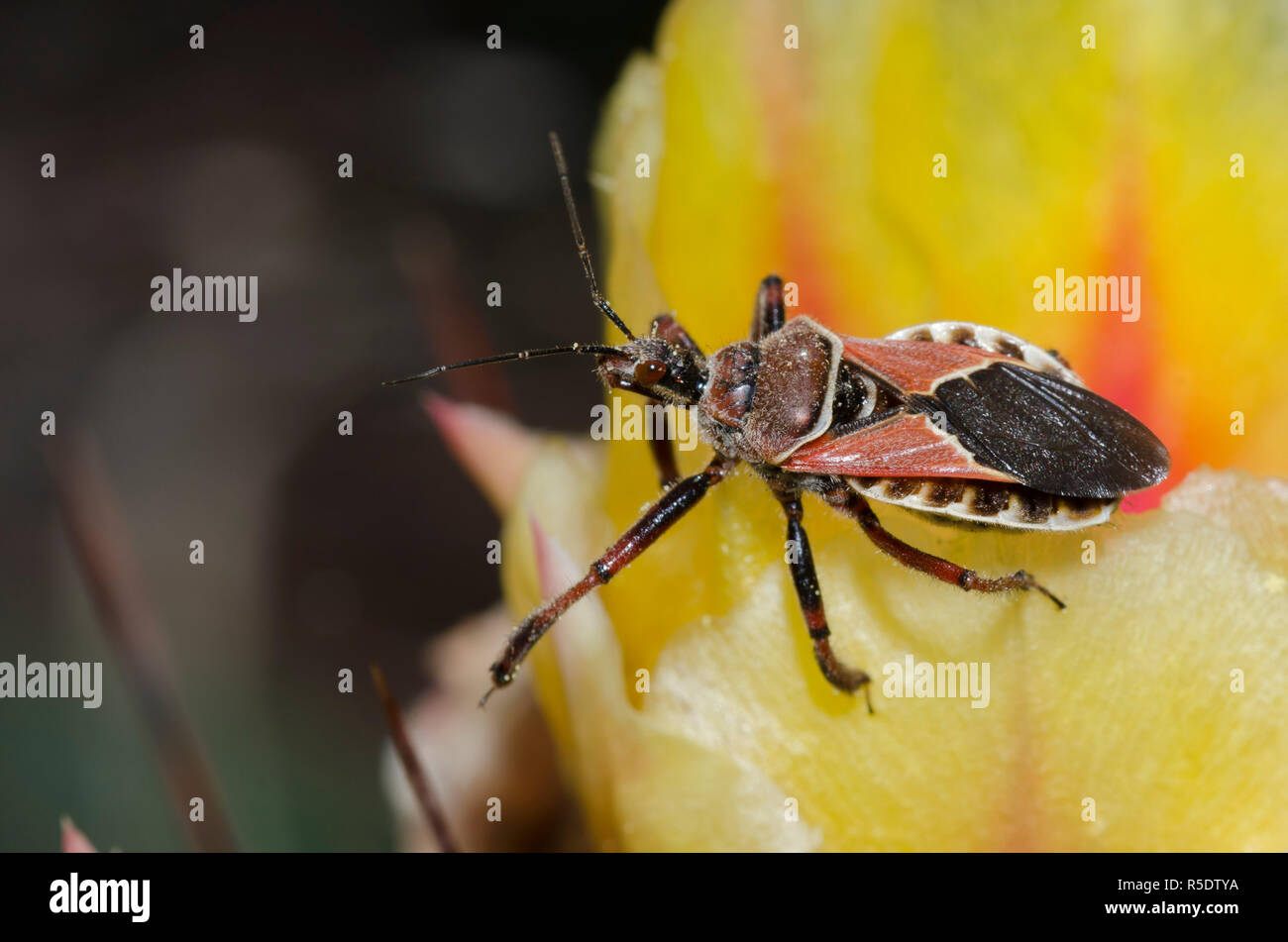 Phaeacantha hi-res stock photography and images - Alamy