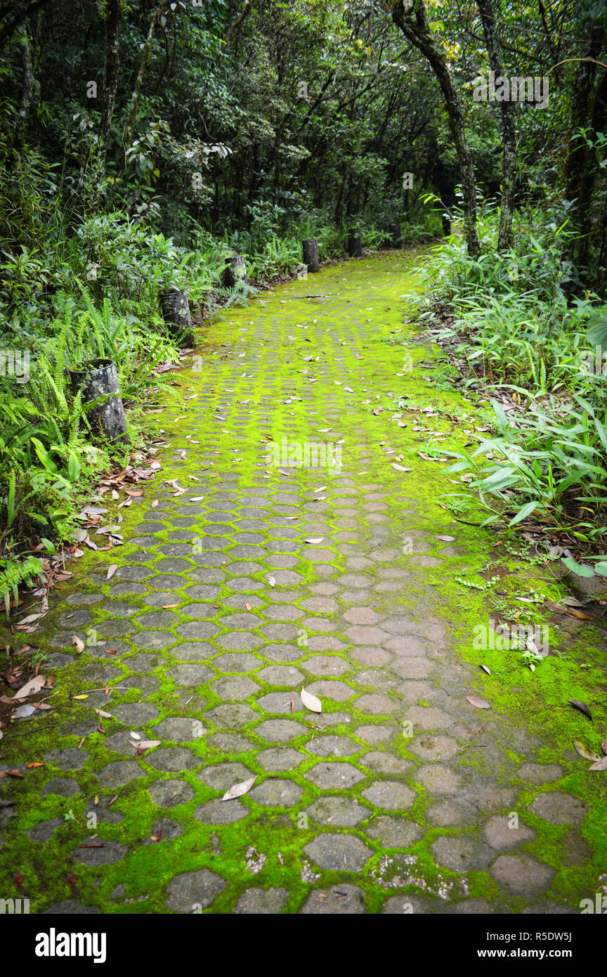green moss on brick walkway with trees / pathway to the forest Stock ...