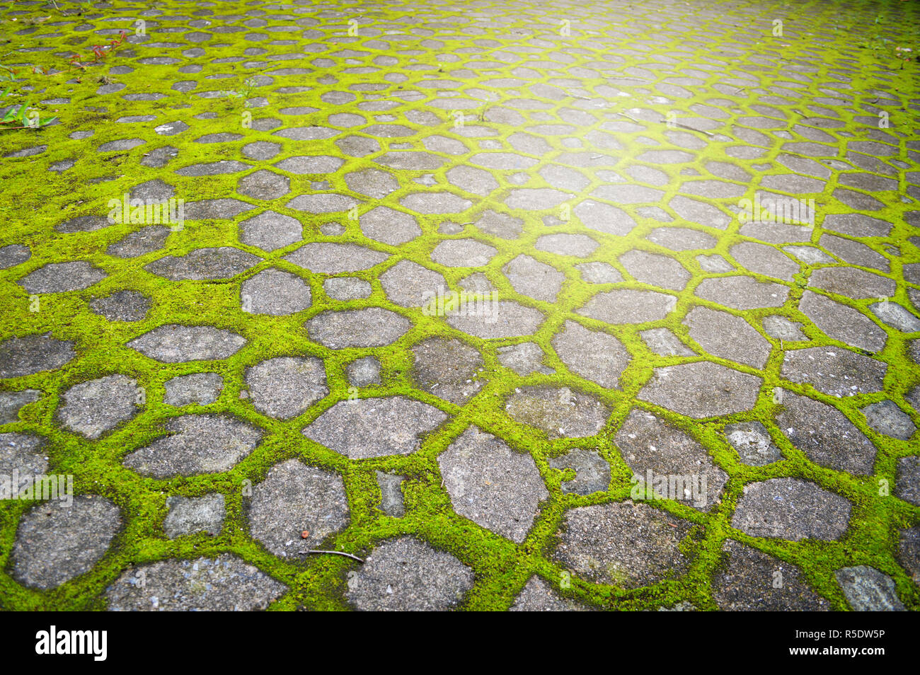 Green moss on brick walkway / green plant and mos growing on ground ...